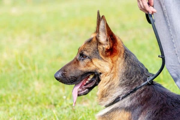 Why Are German Shepherds More Than Just a Herding Breed? 6 Facts You ...