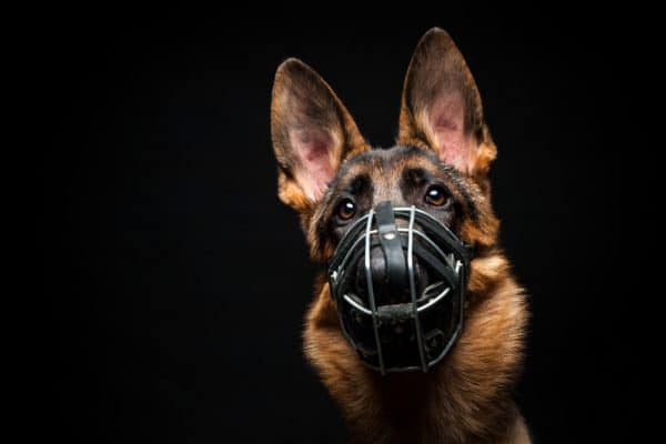 Why Is My German Shepherd Suddenly Aggressive Towards Strangers ...