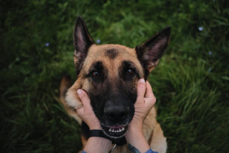 Are German Shepherds Dangerous? Here’s What You Need to Know - German ...