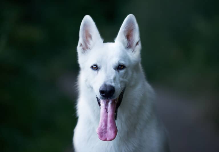 The White German Shepherds: Why Are They So Special? - German Shepherd 101
