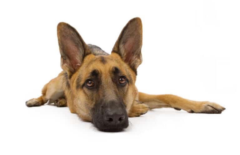 German Shepherd Ears: The Complete Guide - German Shepherd 101
