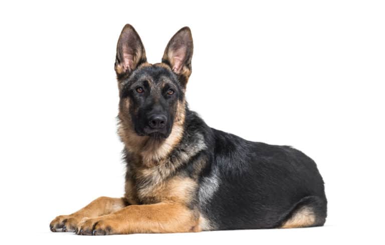 6-Month-Old German Shepherd Puppy: Survival Guide for New Owners ...