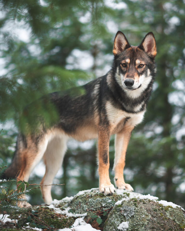 A Designer Breed: German Shepherd and Husky Mix (Gerberian Shepsky ...